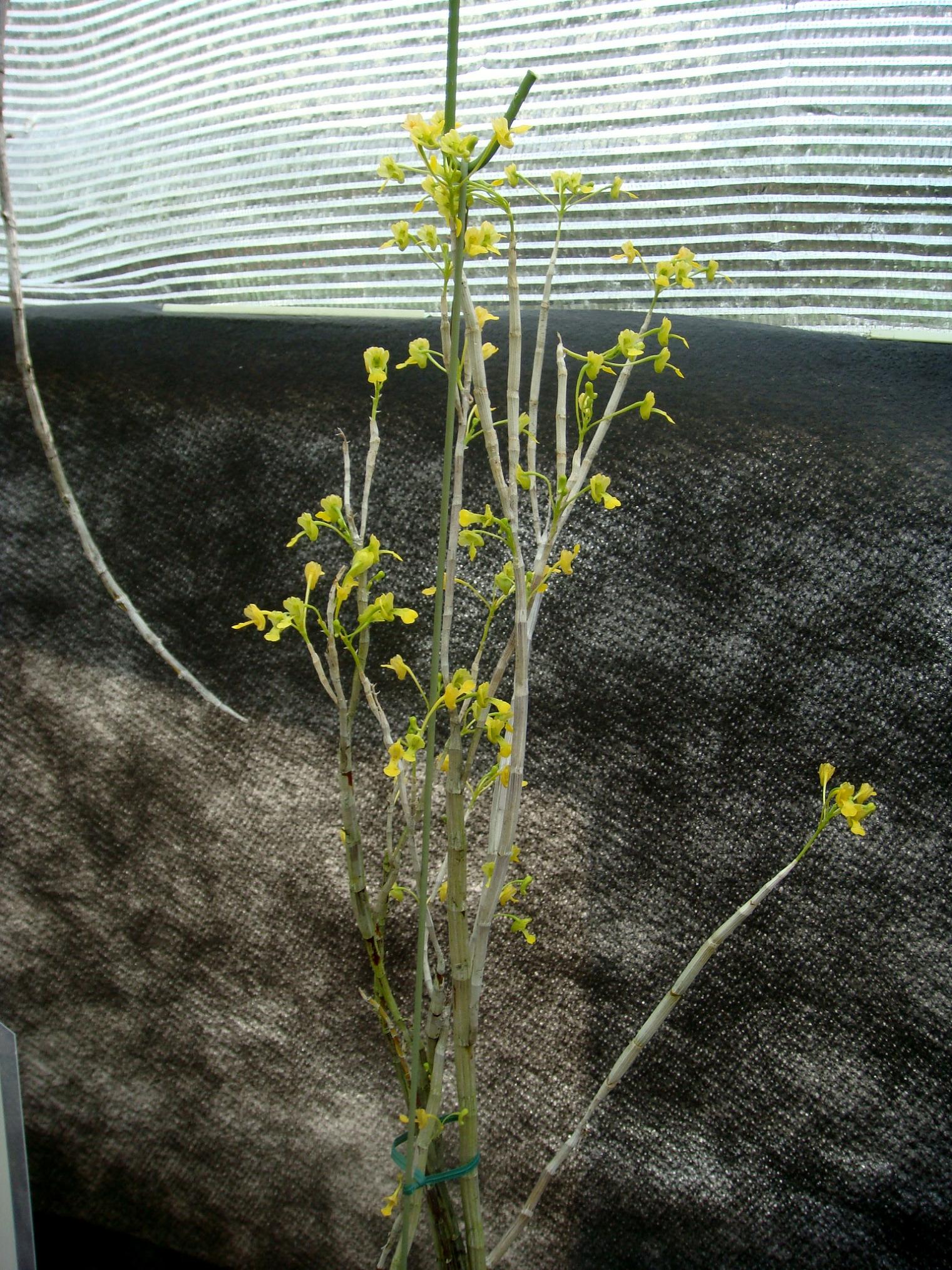 Dendrobium (pac-ter)